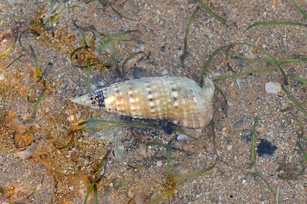 Rhinoclavis bituberculata from Port Hedland on October 3, 2023 at 06:11 AM by dorisreef. Port ...