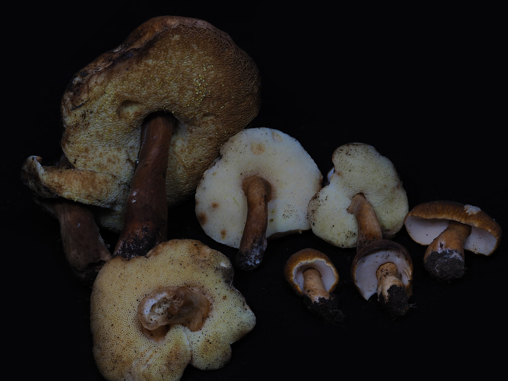 Gyroporus from Southeast Portland, Portland, OR, USA on October 20 ...