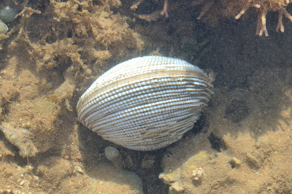 Maiden's Purse Shell from Port Hedland on October 5, 2023 at 07:50 AM ...