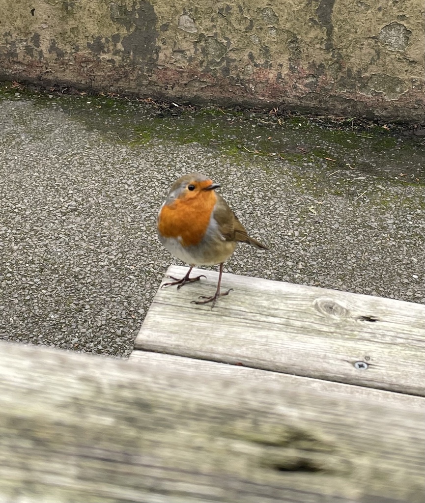 European Robin from Dudley Zoo and Castle, Dudley, England, GB on ...