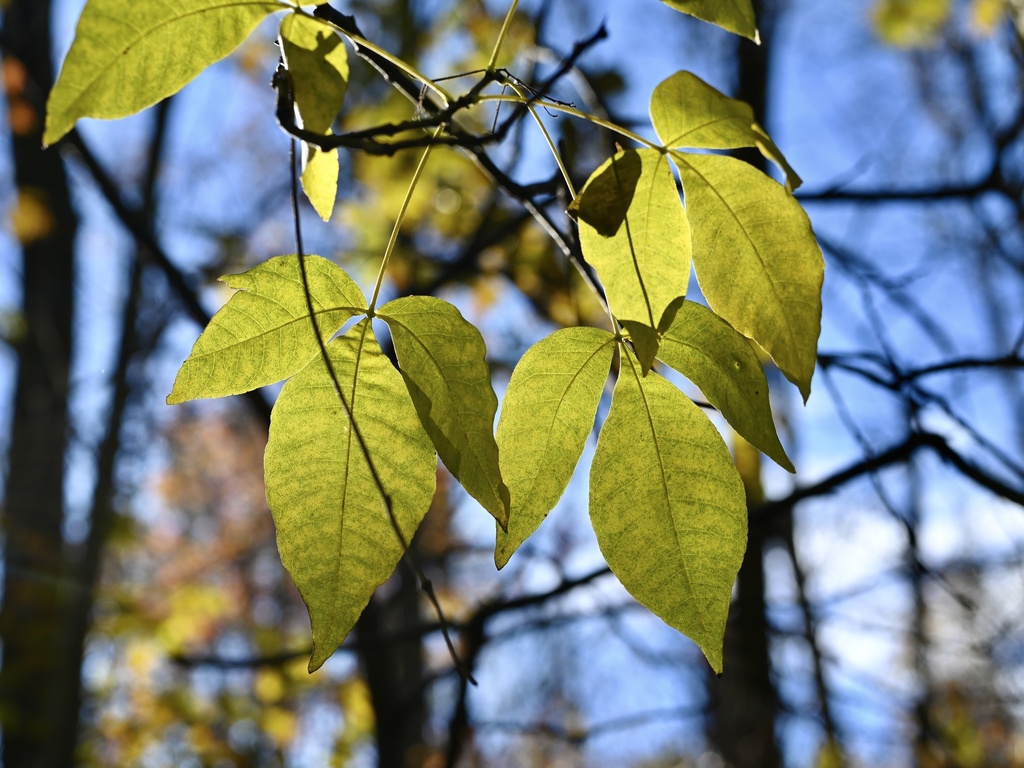 common hoptree from Mason, MI, US on October 22, 2023 at 05:35 PM by ...