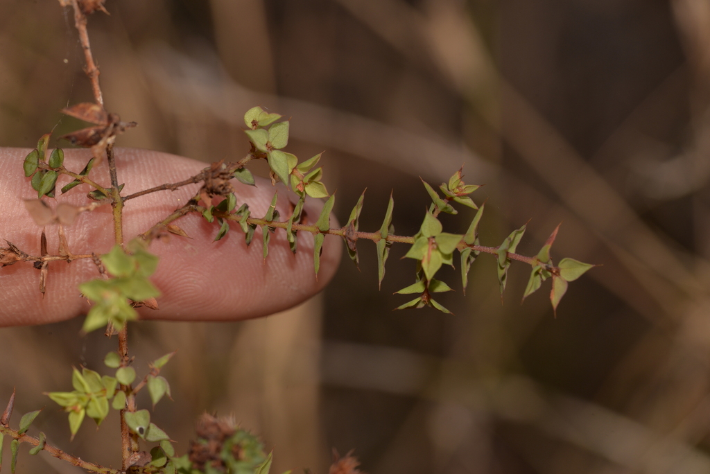 spiny bush-pea from Glenugie NSW 2460, Australia on October 15, 2023 at ...