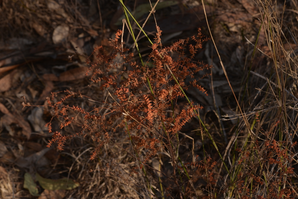 spiny bush-pea from Glenugie NSW 2460, Australia on October 15, 2023 at ...
