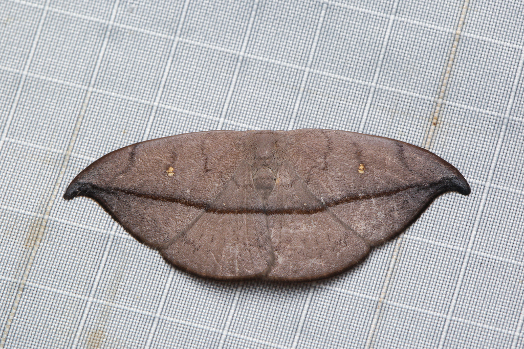 Albara reversaria from Kinabalu Mountain Lodge, Sabah on August 3, 2023 ...