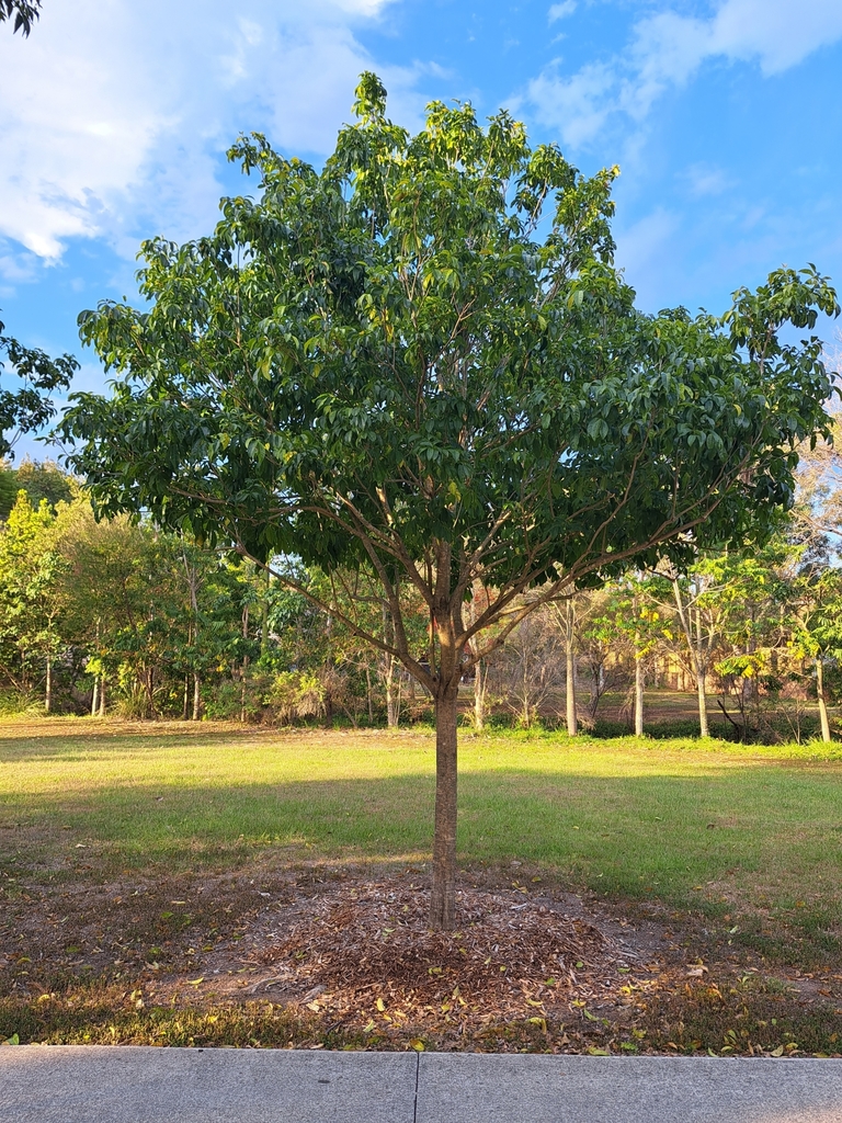 scrub cherry from Aspley QLD 4034, Australia on October 23, 2023 at 04: ...