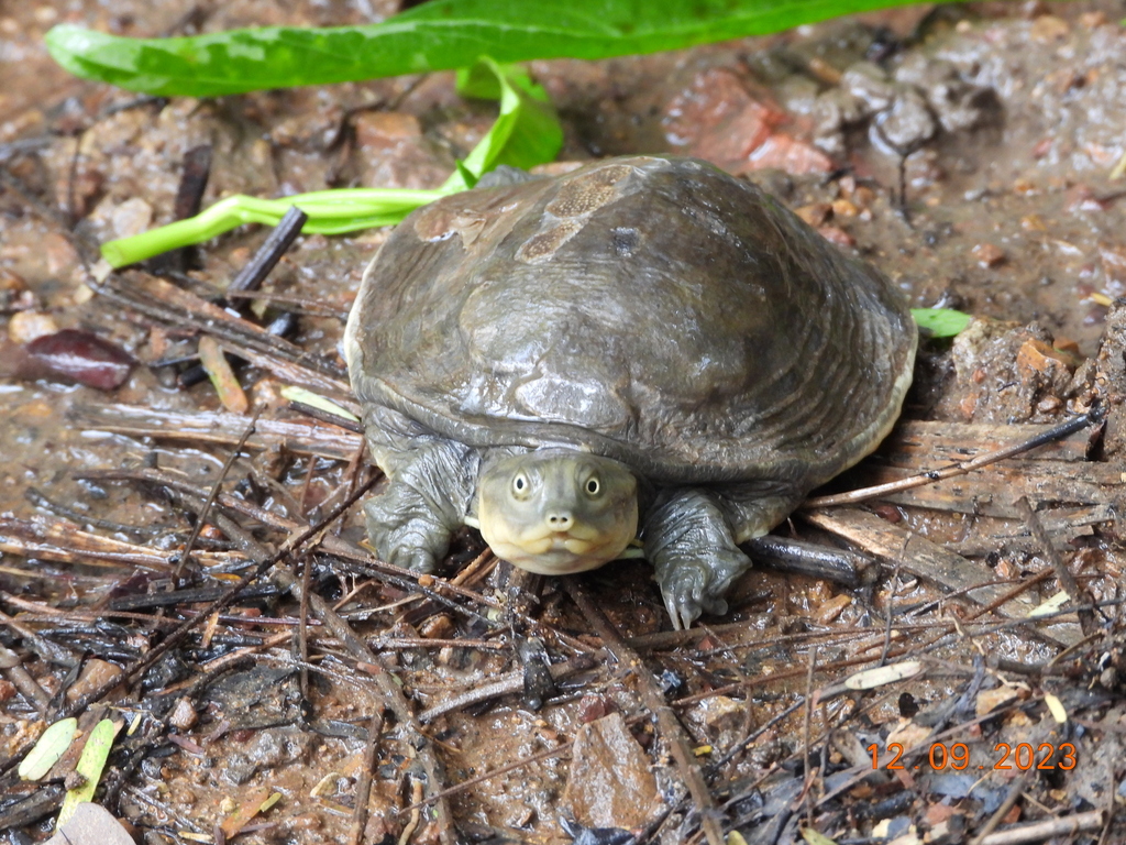 Burmese Flapshell Turtle from Meiktila, Myanmar (Burma) on September 12 ...