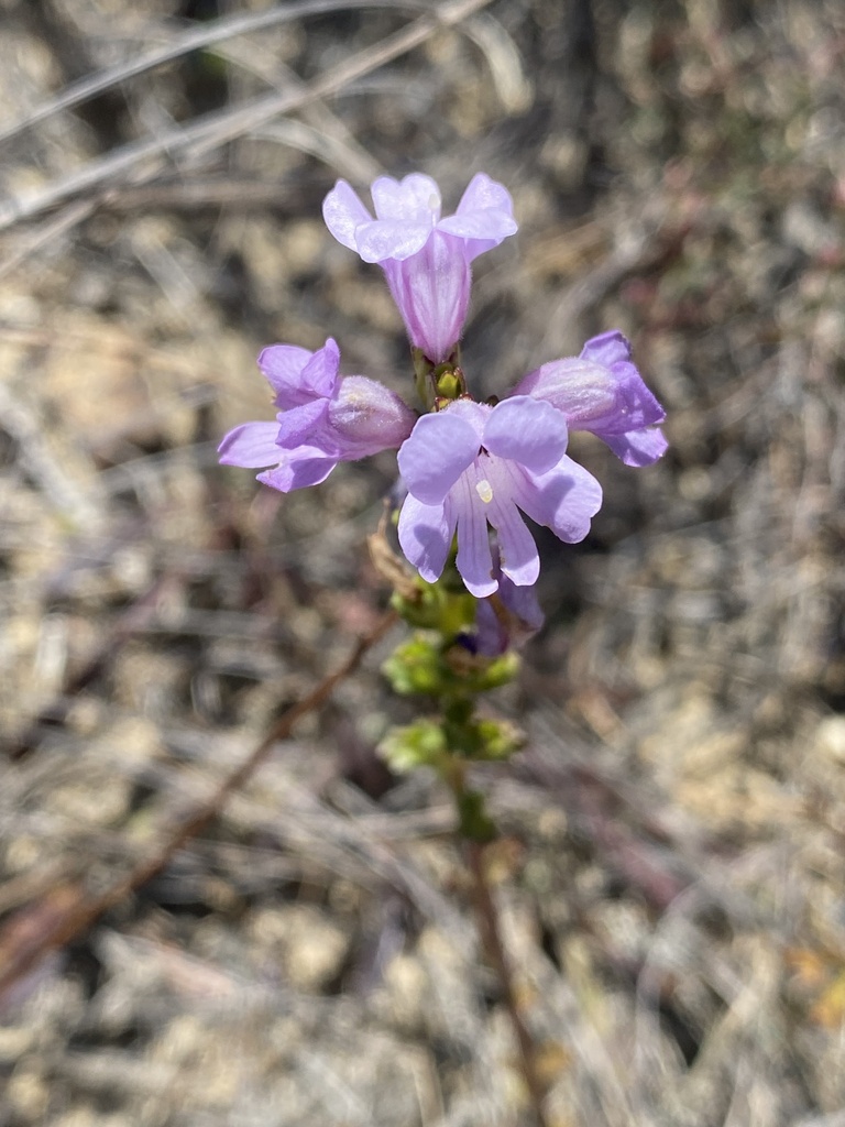 purple eyebright from Blue Mountains National Park, Blue Mountains ...