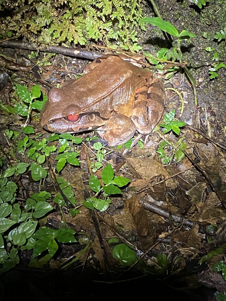 Savage's Thin-toed Frog from Colon, PA on October 21, 2023 at 08:53 PM ...