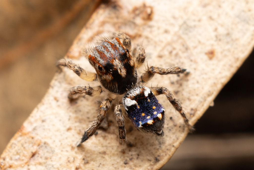 Maratus constellatus from Kalbarri National Park WA 6536, Australia on ...