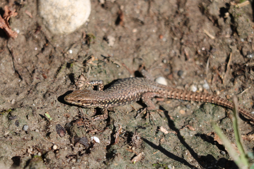 Common Wall Lizard from 07120 Balazuc, France on October 21, 2023 by ...
