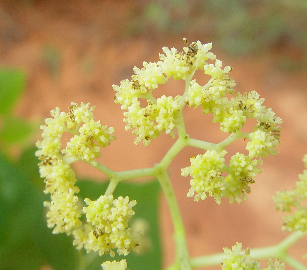 Propeller Tree (Gyrocarpus americanus) - Botanical Realm