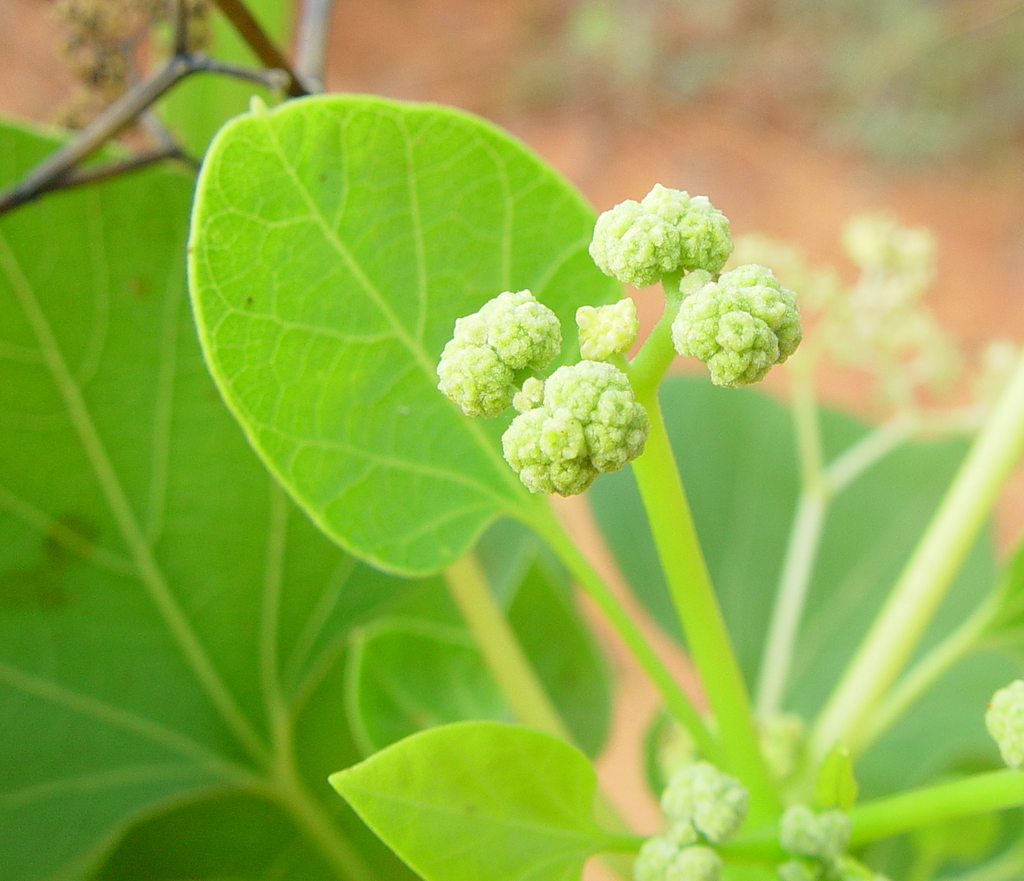 Propeller Tree (Gyrocarpus americanus) - Botanical Realm