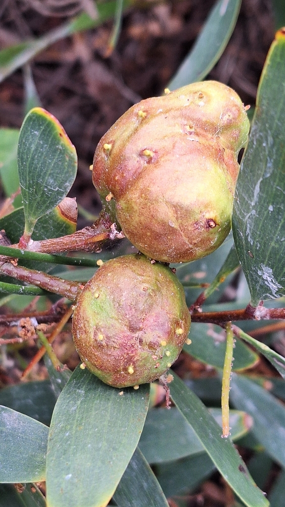 Longleaf Wattle Gall Wasp from Glenelg SA 5045, Australia on October 23 ...