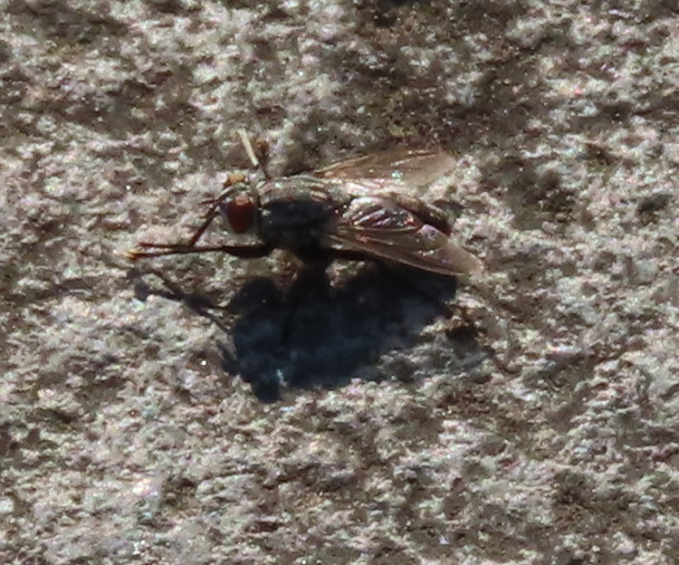 Bot Flies, Blow Flies, and Allies from Shibadaimon, Minato City, Tokyo ...