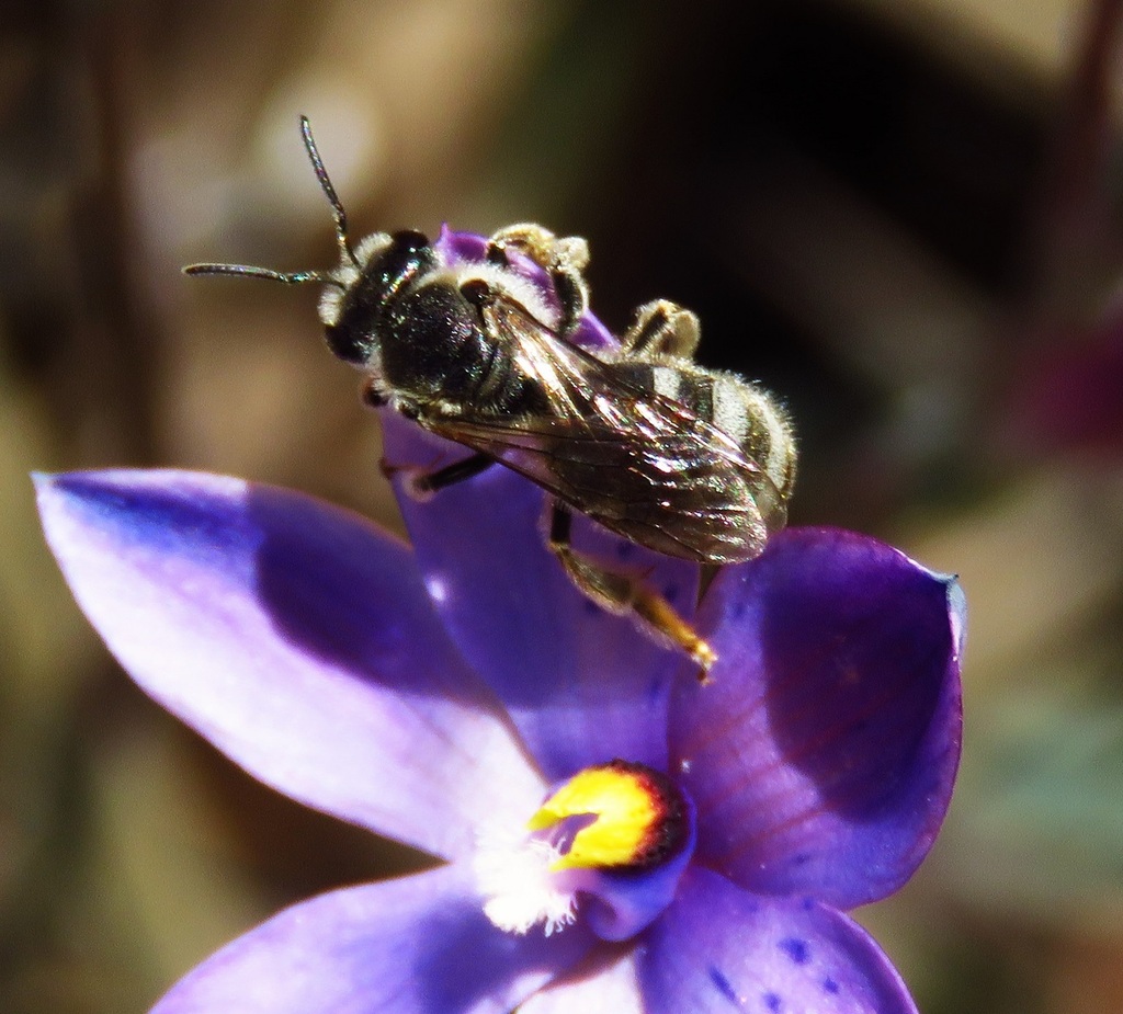Woolly Sweat Bee in October 2023 by Chris Jonkers · iNaturalist