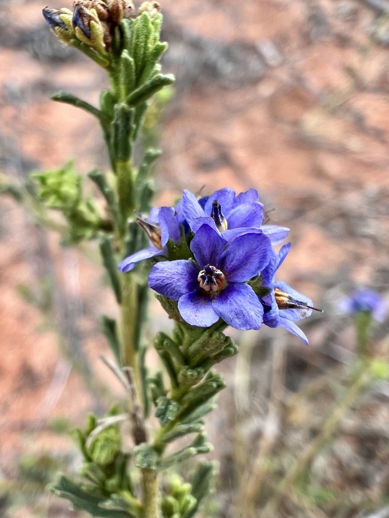Rough Halgania from Riverland Biosphere Reserve, Gluepot, SA, AU on ...