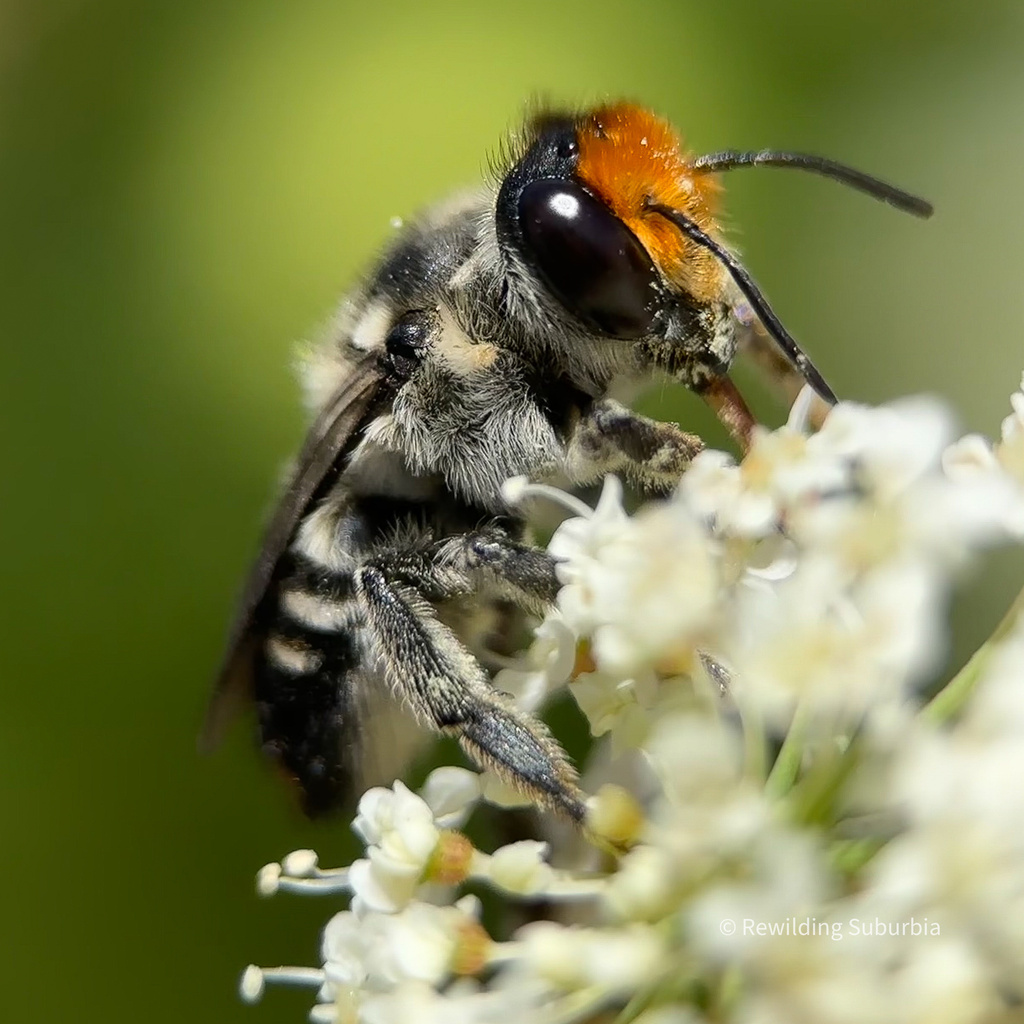 Leafcutter, Mortar, and Resin Bees from Milton Pl, Lake Coogee, WA, AU ...