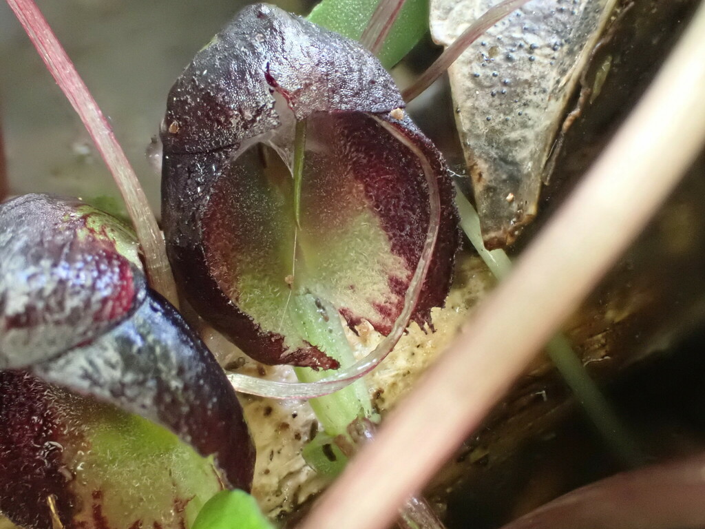 Corybas trilobus aggregate from South Wairarapa District, Wellington ...