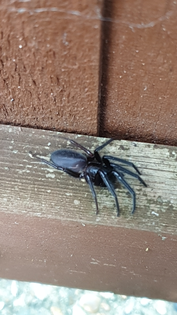 Tube-dwelling Spider from Hampshire, England, GB on October 23, 2023 at ...