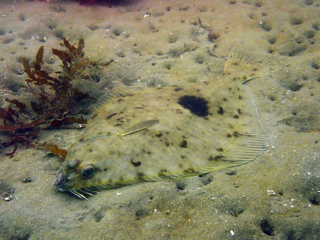 Sand flounder from Wellington, New Zealand on October 23, 2023 at 10:29 ...