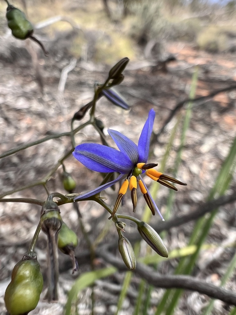 Blueberry Lily from Riverland Biosphere Reserve, Gluepot, SA, AU on ...