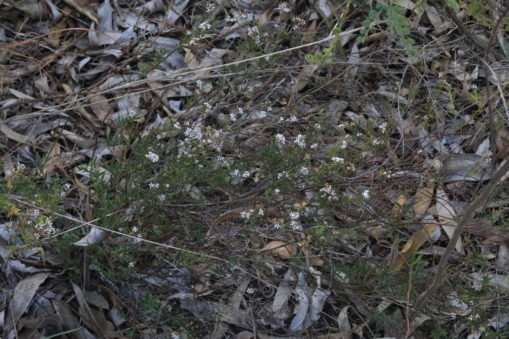 common beard-heath from Tanilba Bay NSW 2319, Australia on October 2 ...