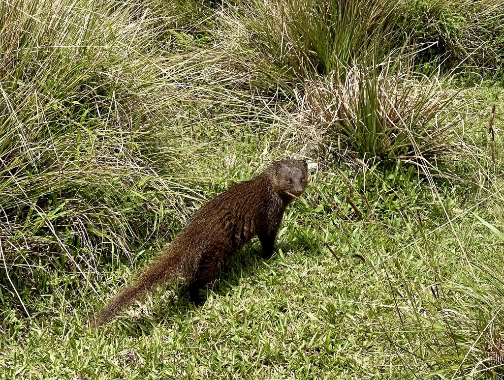 Indian Brown Mongoose from Horton Plains National Park, Central ...