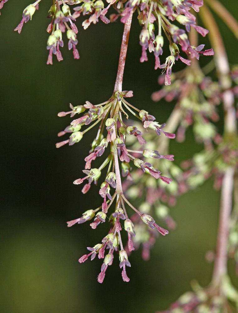 (Fraxinus chinensis rhynchophylla) - Botanical Realm