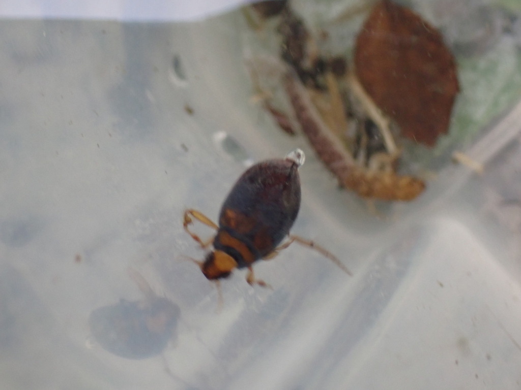 Squeak Beetle from 83131 Montferrat, France on October 22, 2023 at 04: ...