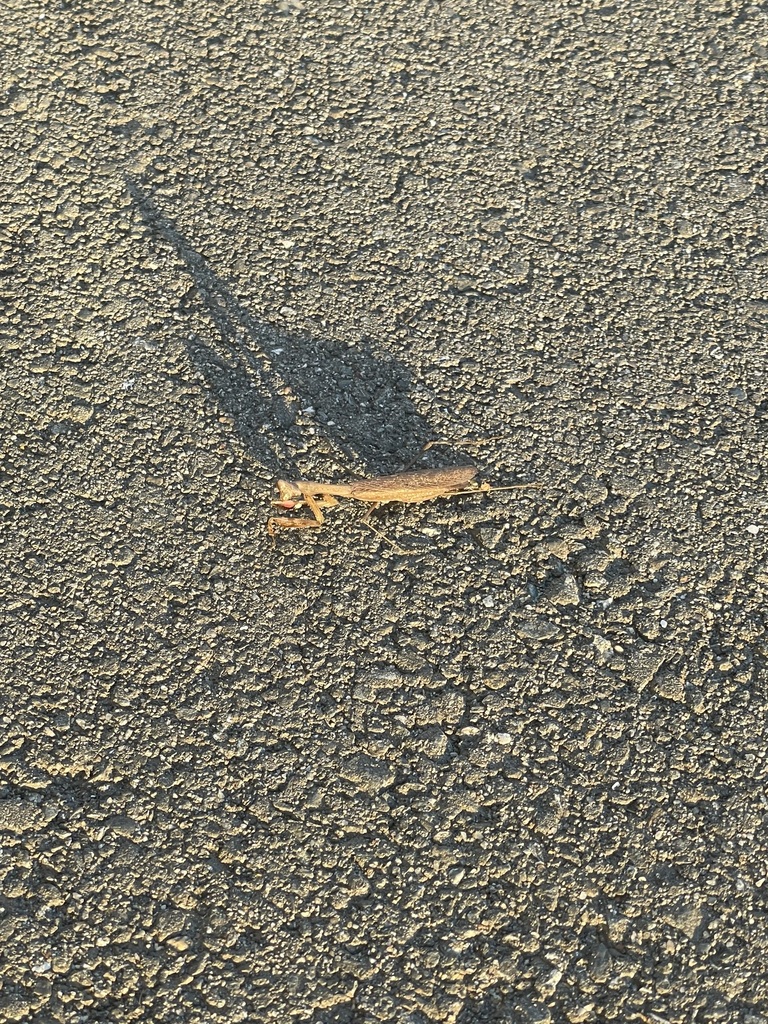 Statilia maculata maculata from Kyoto, Japan on October 23, 2023 at 04: ...