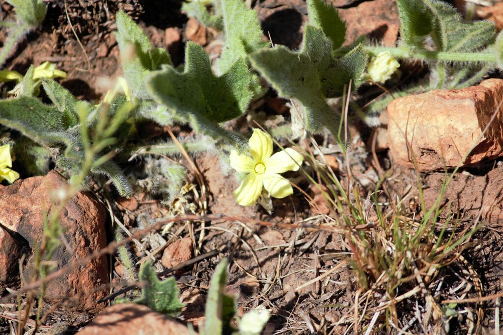 South African Spiny Cucumber from Carletonville, 2499, South Africa on ...