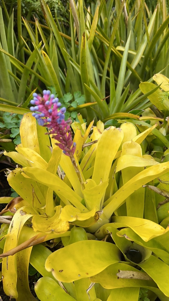 matchstick bromeliad from Hamilton Gardens, Hamilton, Waikato, NZ on ...