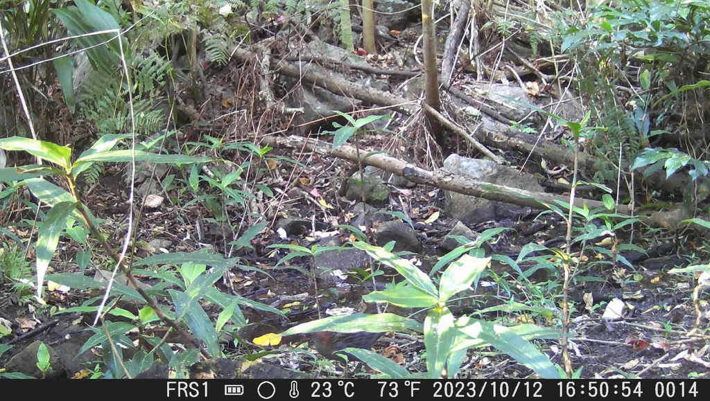 Lewin's Rail in October 2023 by Kris and Inar. Rainforest Fringe next ...