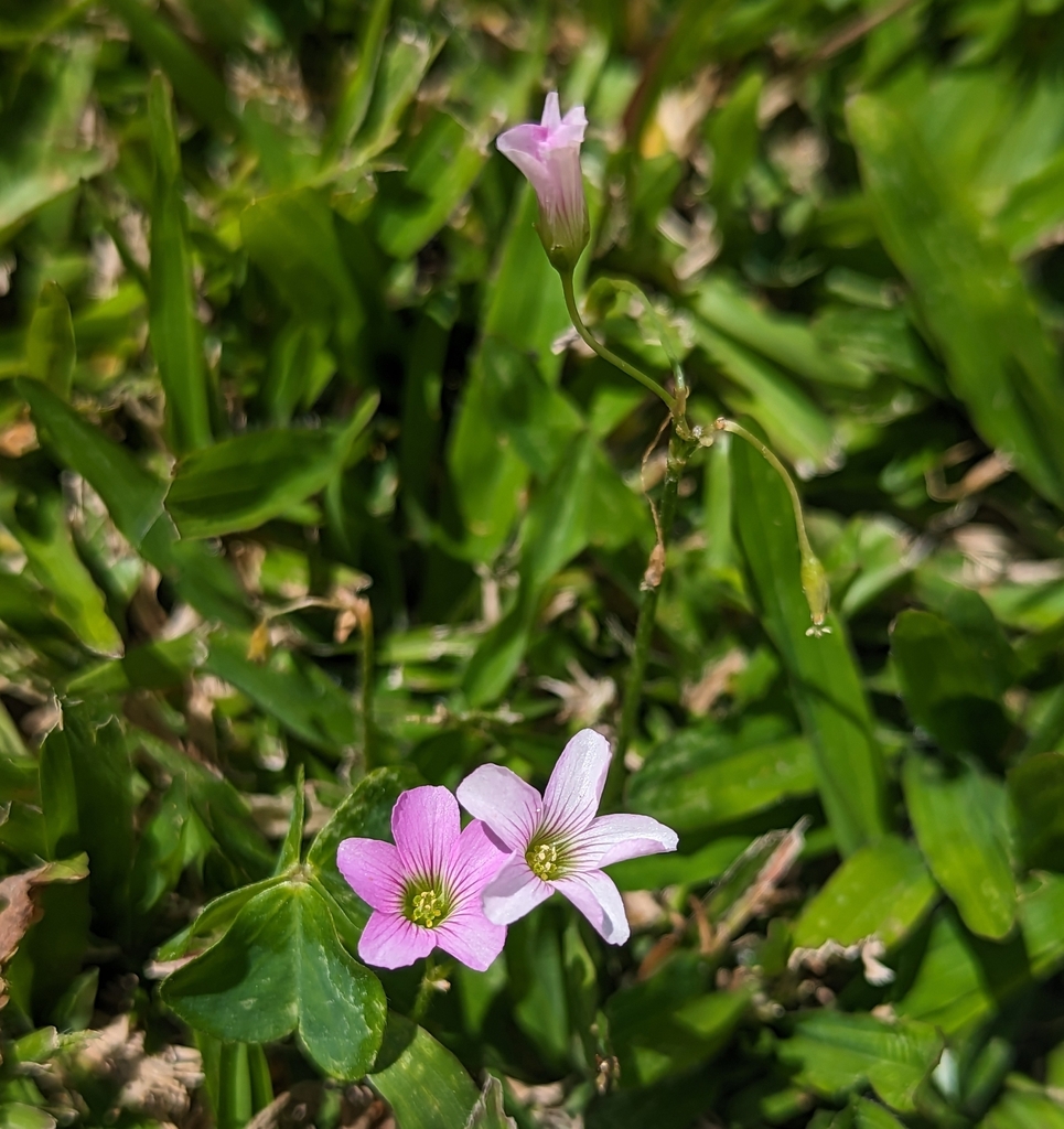 Largeflower pink-sorrel from Fingal Head NSW 2487, Australia on October ...