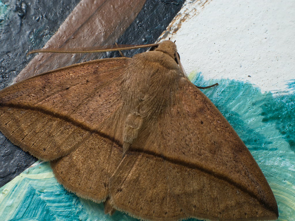 Ugia purpurea from Shuen Wan, Hong Kong on October 21, 2023 at 07:00 PM ...