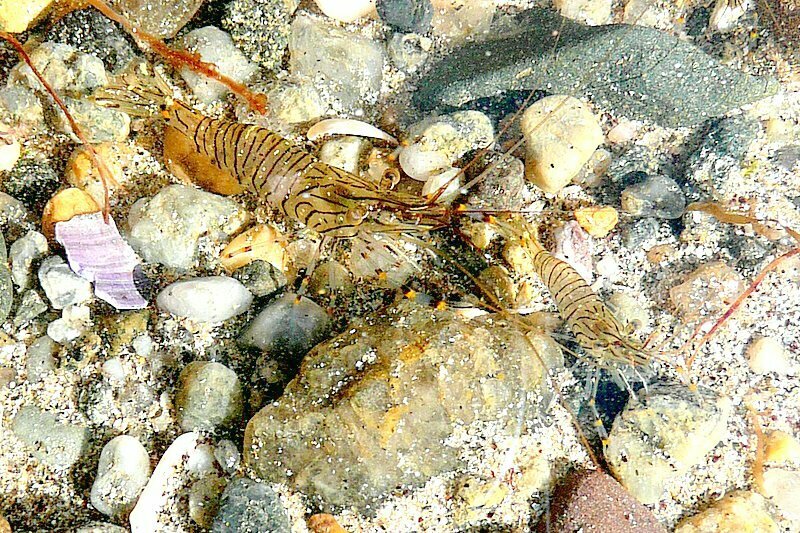 Common Prawn from Saint-Briac-sur-Mer, France on August 23, 2009 at 05: ...