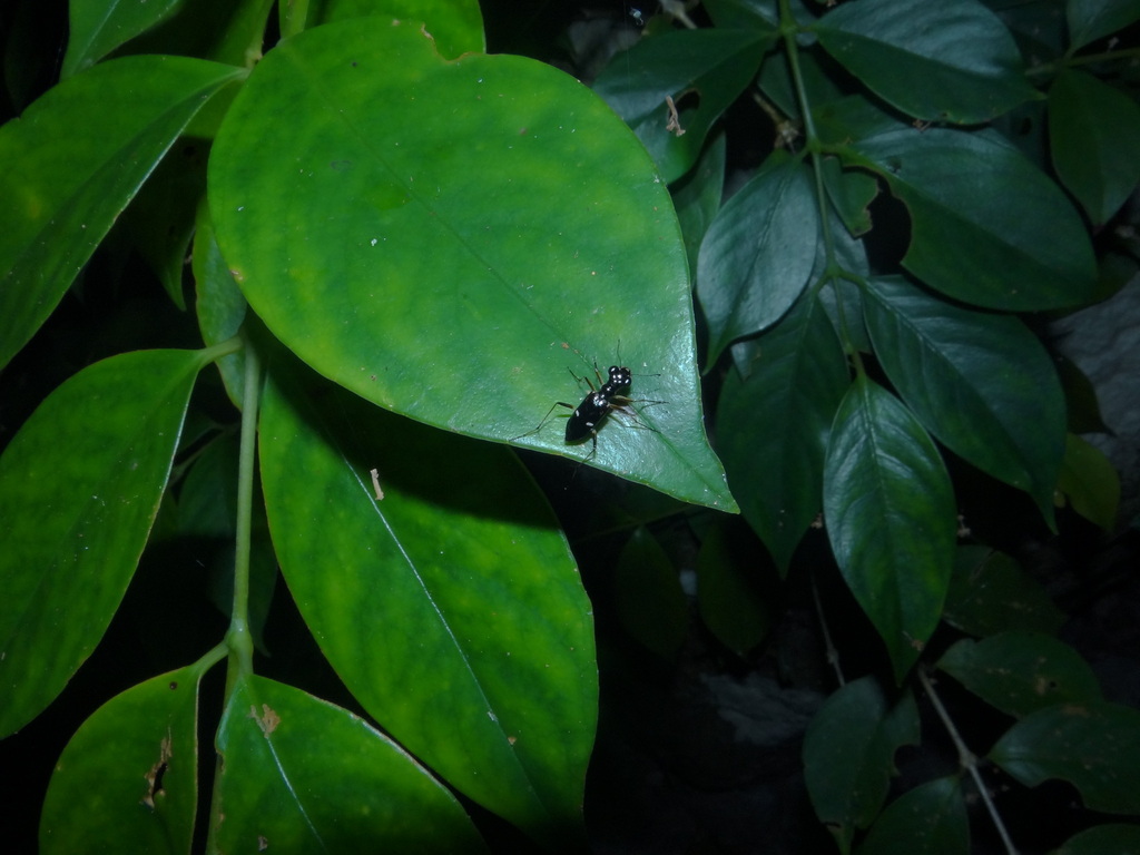 Therates from 中国海南省五指山市 on May 20, 2014 at 08:57 PM by Conlin McCat ...