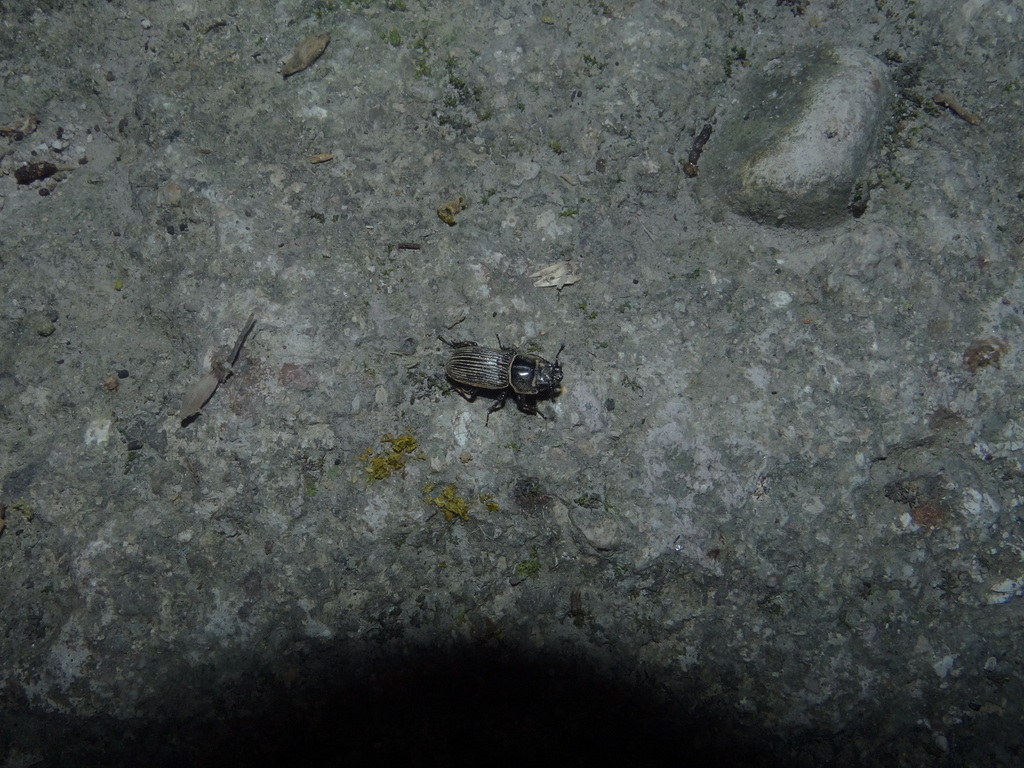 Nigidius sinicus from 中国海南省五指山市 on May 20, 2014 at 11:55 PM by Conlin ...