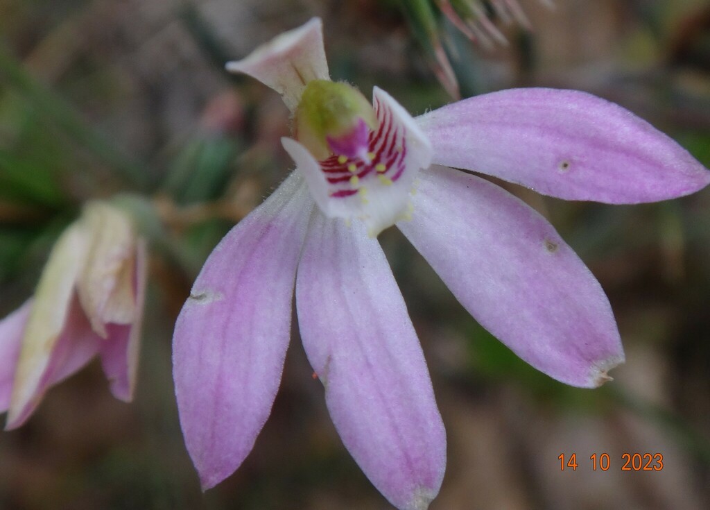 Pink Lady Fingers in October 2023 by victorianwalker · iNaturalist