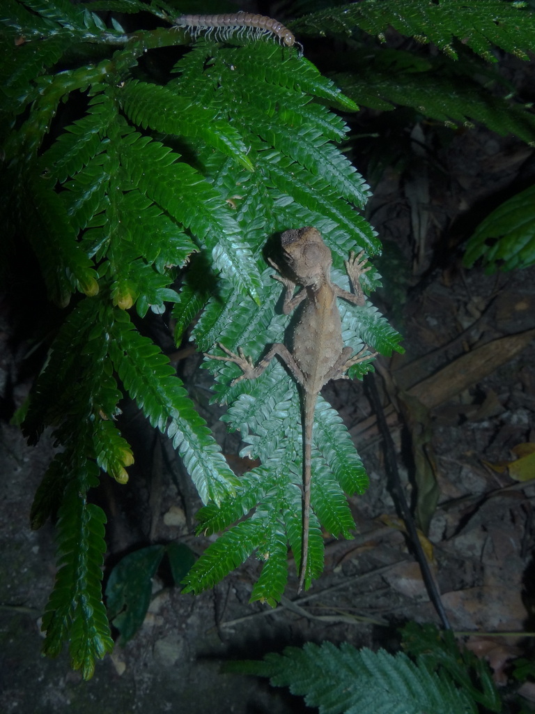 Scale-bellied Tree Lizard from 中国海南省五指山市 on May 21, 2014 at 09:27 PM by ...
