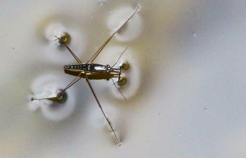 Limnogonus nitidus from British Indian Ocean Territory on October 23 ...