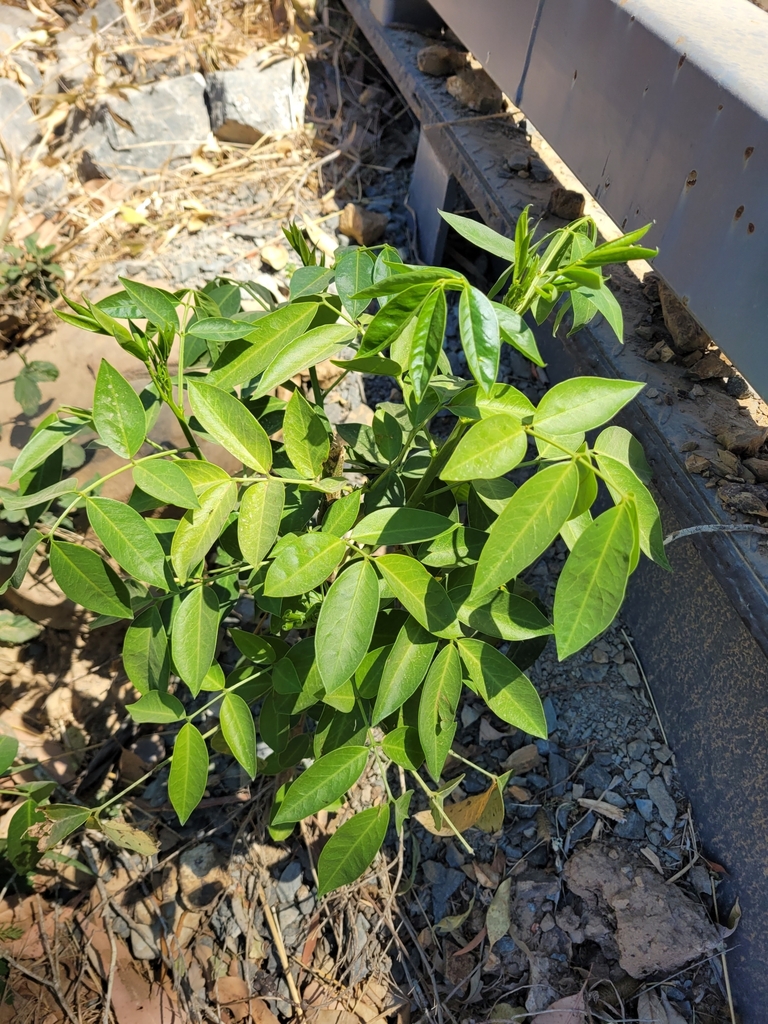 Arsenic Bush from Greater Taree, AU-NS, AU on October 13, 2023 at 12:52 ...