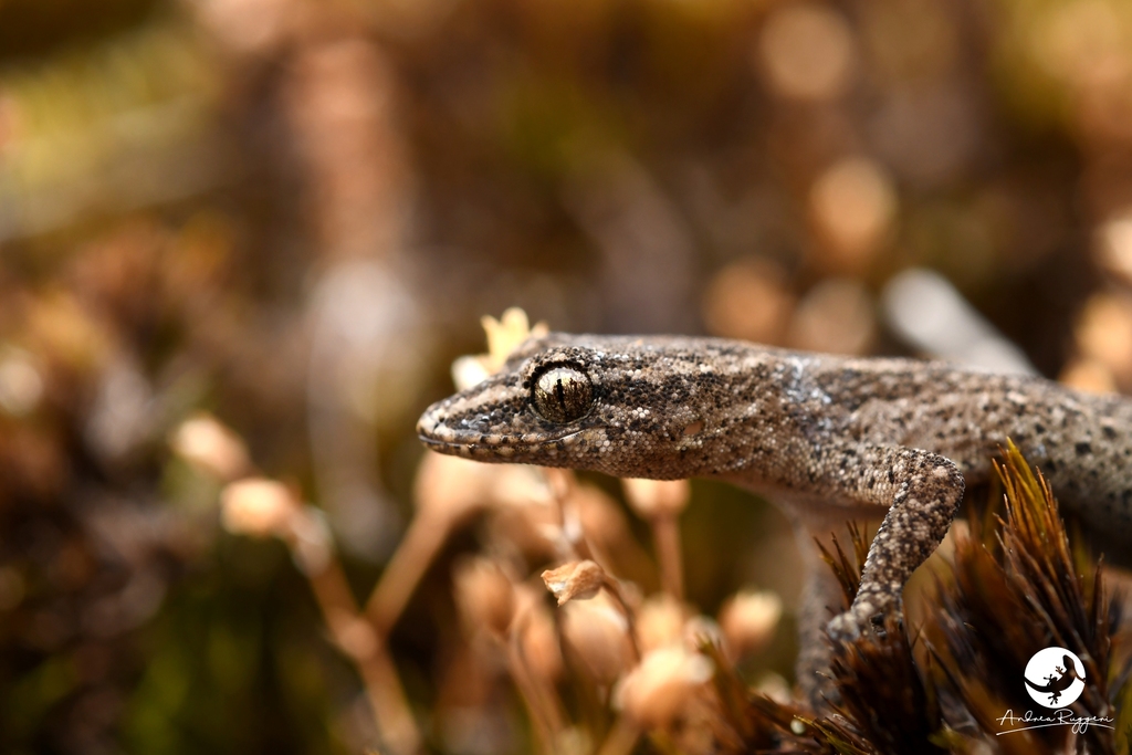 Southwestern Clawless Gecko from East Pingelly WA 6308, Australia on ...