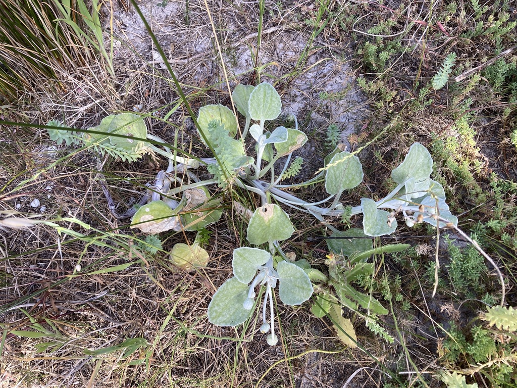 Cape Beach Daisy from Bremer Bay WA 6338, Australia on October 19, 2023 ...