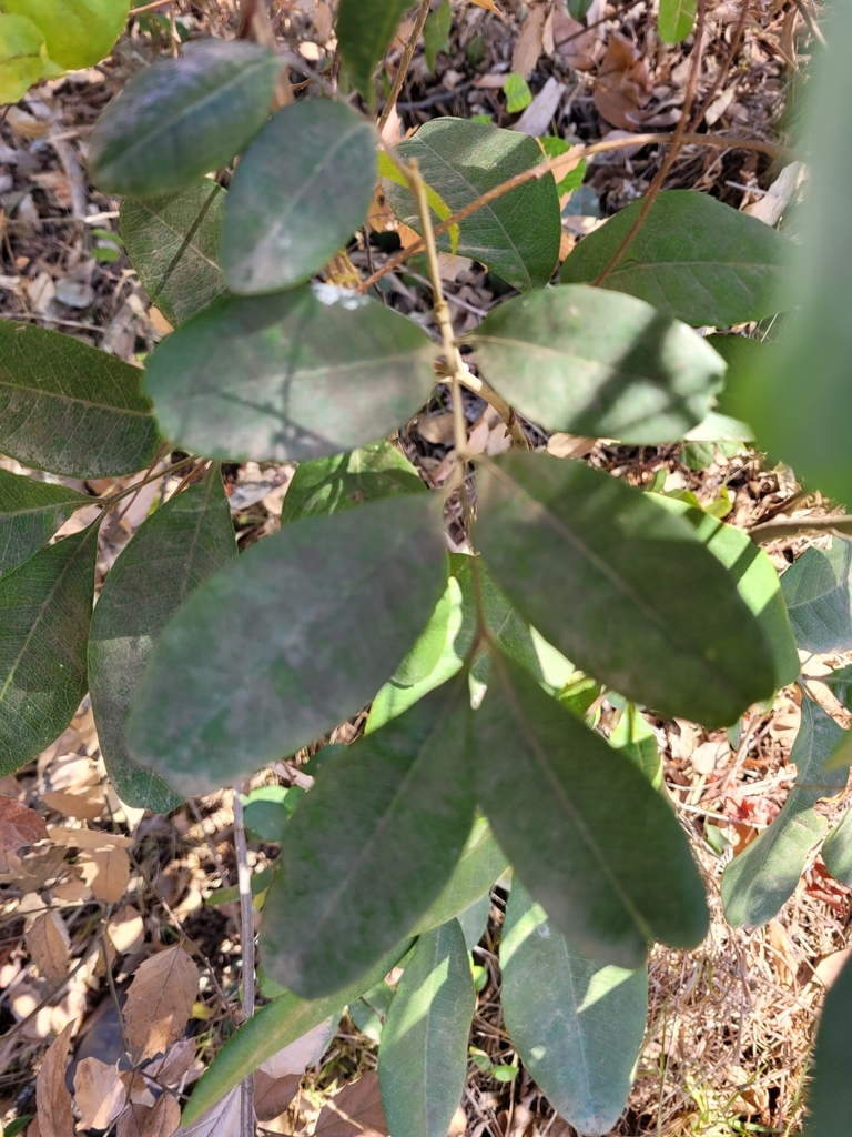 Guioa from Greater Taree, AU-NS, AU on October 13, 2023 at 12:47 PM by ...