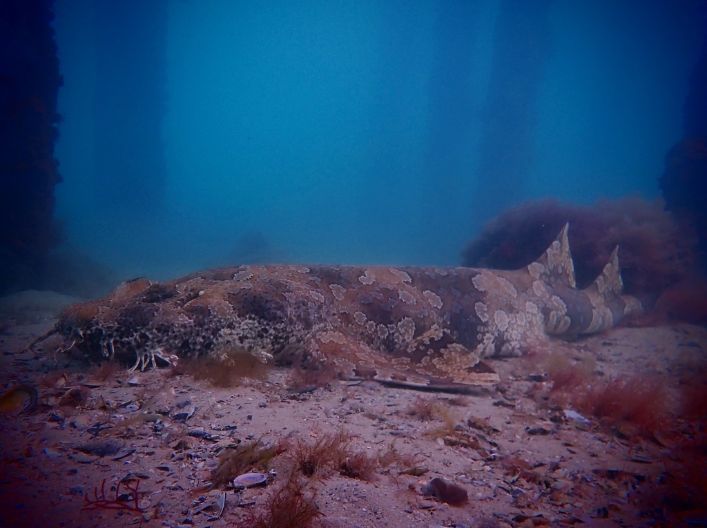 Gulf Wobbegong from Capel Sound, Rye, VIC, AU on December 15, 2019 at ...