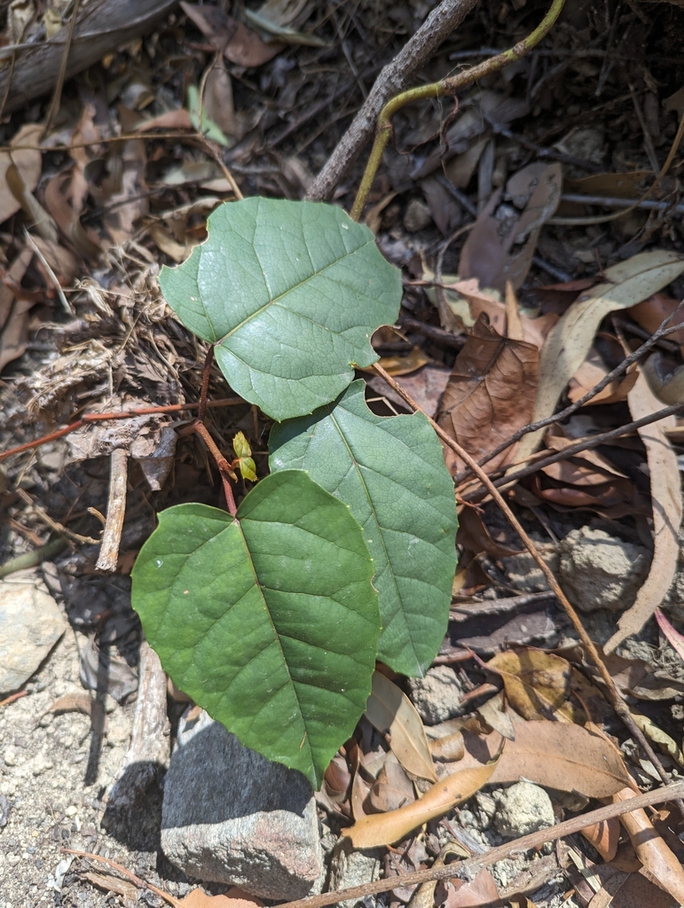 Kangaroo Vine from Bonogin QLD 4213, Australia on October 22, 2023 at ...