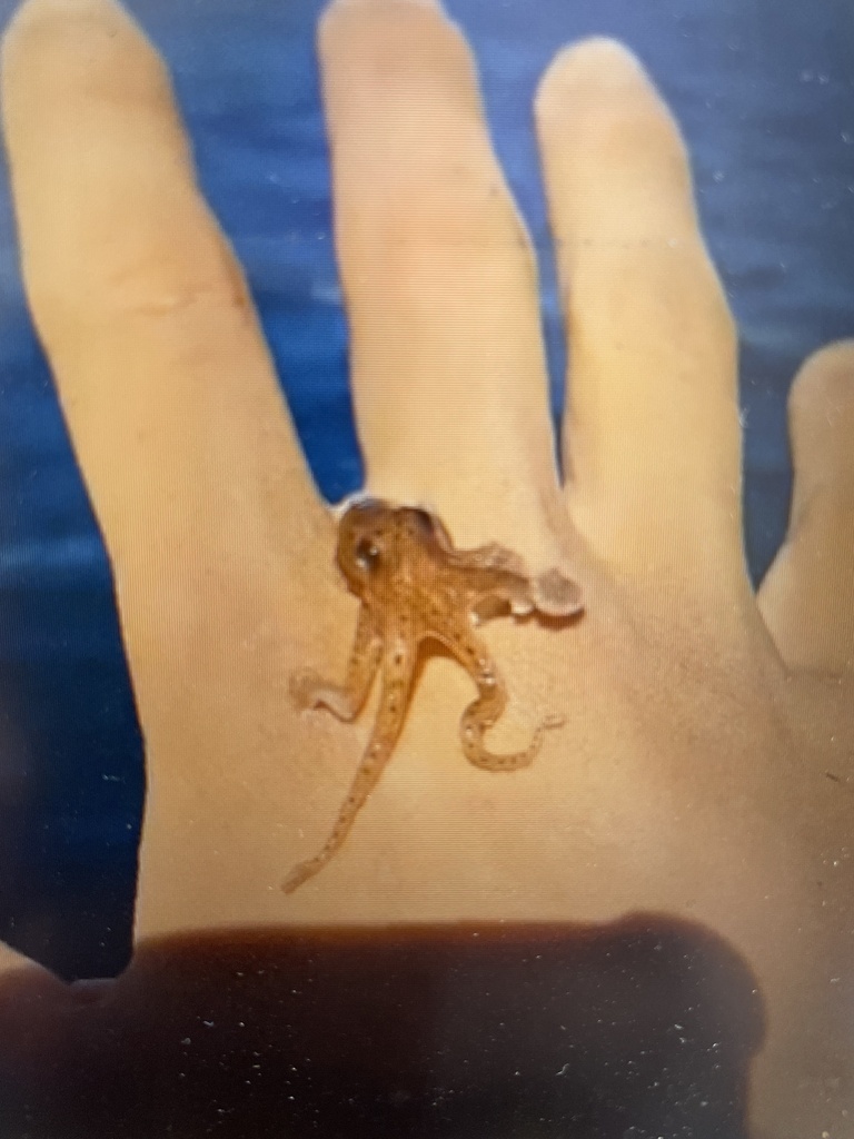 Octopuses from South Atlantic Ocean, NA on October 20, 2023 at 10:14 AM ...