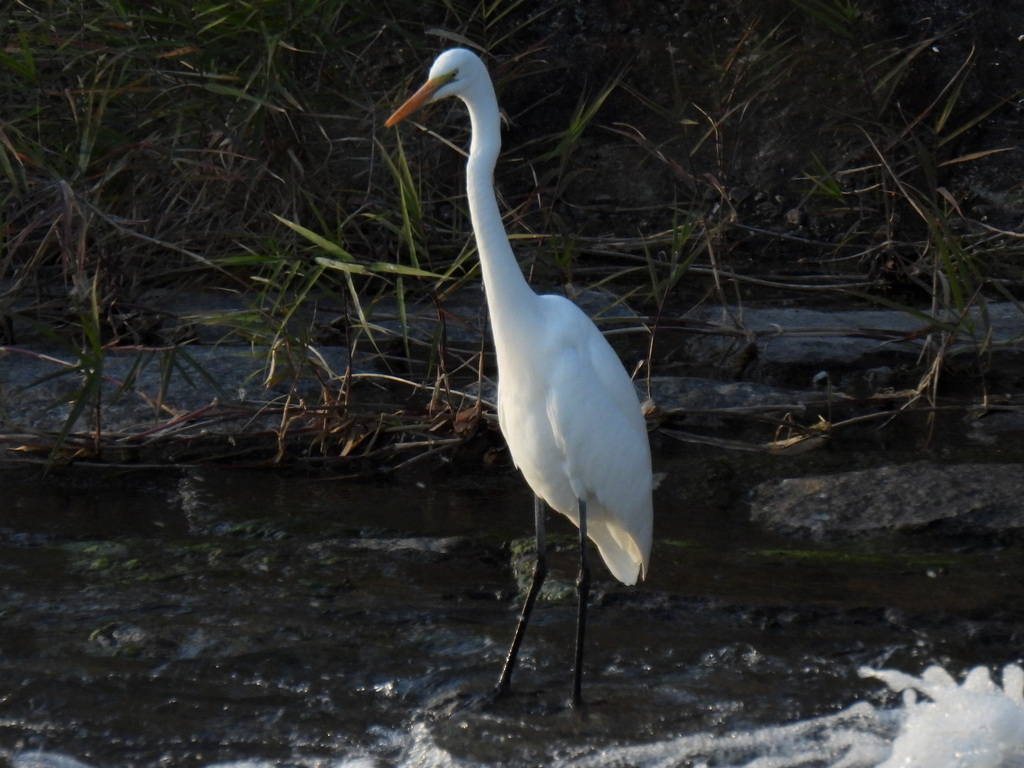 Great Egret from Tamagawa, Hamura, Tokyo 205-0024, Japan on October 23 ...