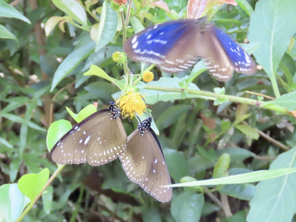 Blue-spotted Crow Butterfly from Dangzai Dao, Coloane, MO on October 23 ...
